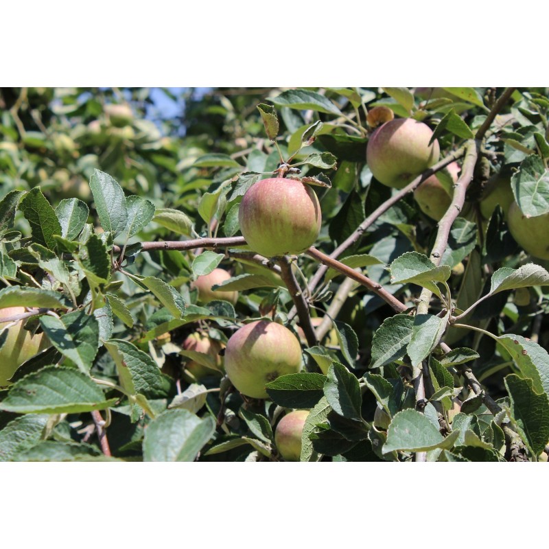 Pommier Elstar - Malus domestica Elstar