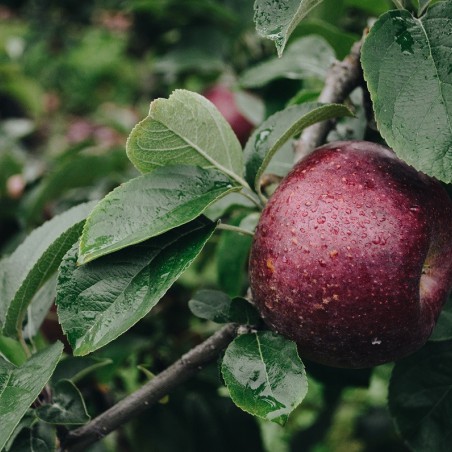Red Devil apple tree - Malus domestica Red Devil
