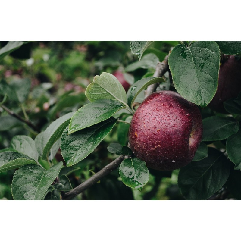 Pommier Red Devil - Malus domestica Red Devil