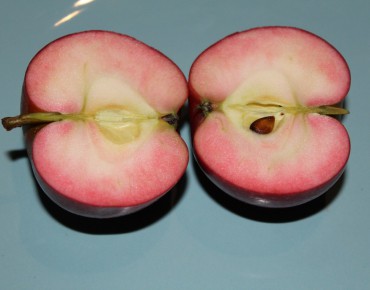 Braeburn apple tree - Malus Domestica Braeburn