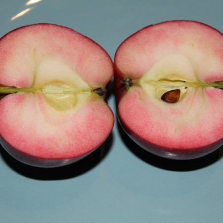 Pommier Red Devil - Malus domestica Red Devil