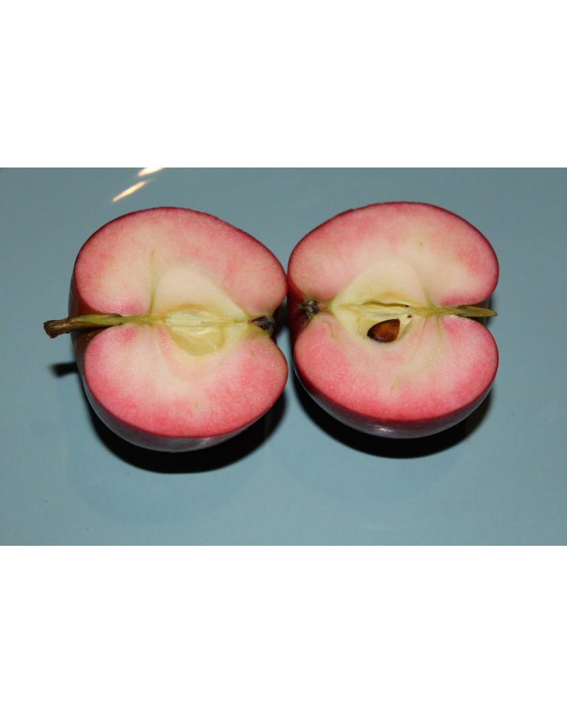 Red Devil apple tree - Malus domestica Red Devil