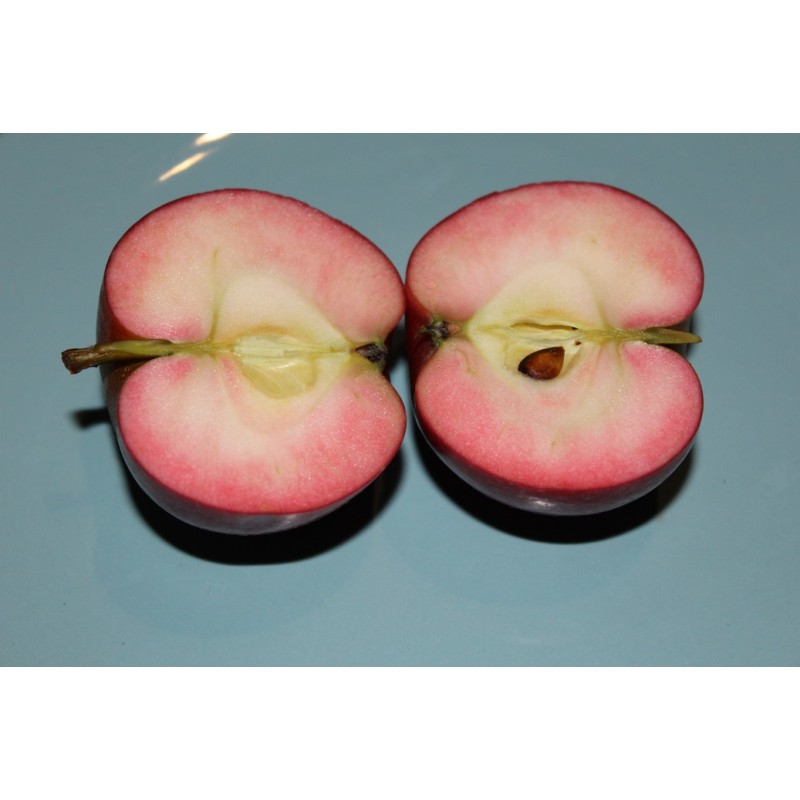 Pommier Red Devil - Malus domestica Red Devil