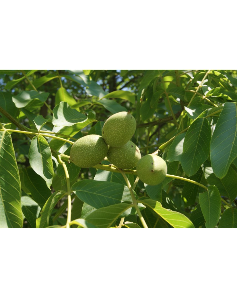 Noyer Franquette - Juglans Regia Franquette