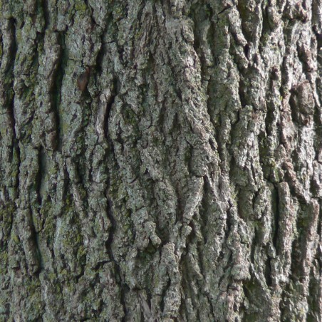 Walnut Franquette - Juglans Regia Franquette