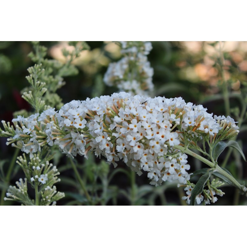 Butterfly-bush, white - Buddleia white Profusion