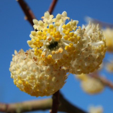 Paper bush - Edgeworthia chrysantha