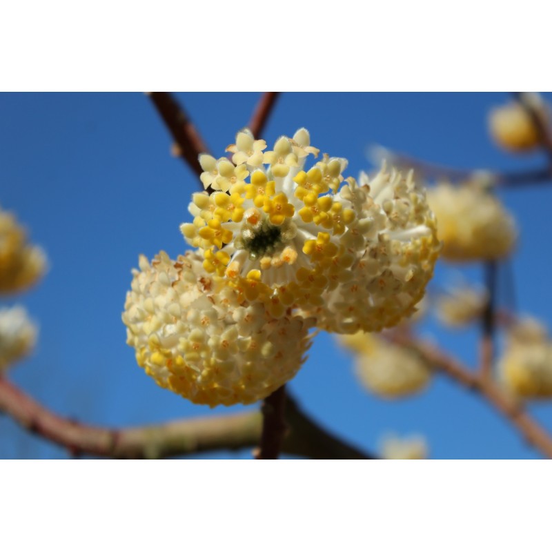 Paper bush - Edgeworthia chrysantha
