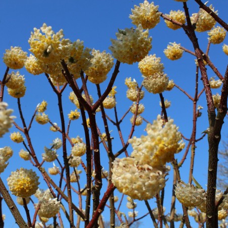 Paper bush - Edgeworthia chrysantha