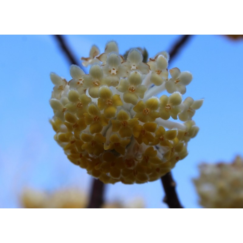 Paper bush - Edgeworthia chrysantha