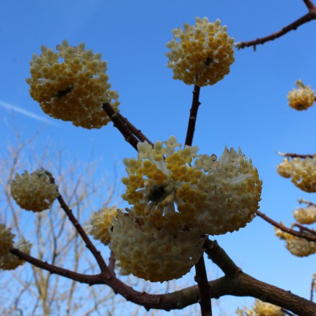 Paper bush - Edgeworthia chrysantha