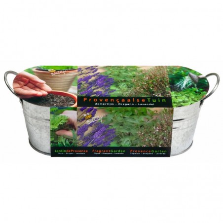 Growing kit in windowsill