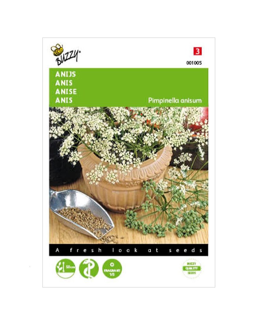 Anijs - Pimpinella anisum