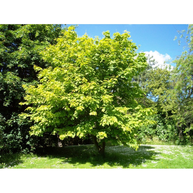 Striped maple - Acer pensylvanicum