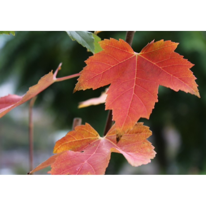 Rode esdoorn October Glory - Acer rubrum october glory