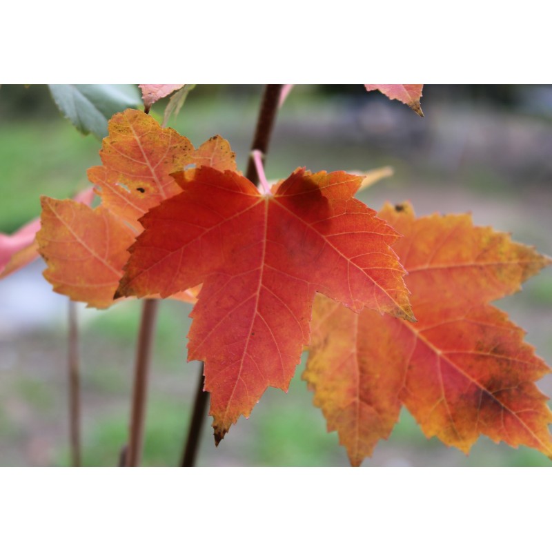 October glory Red maple - Acer rubrum October glory