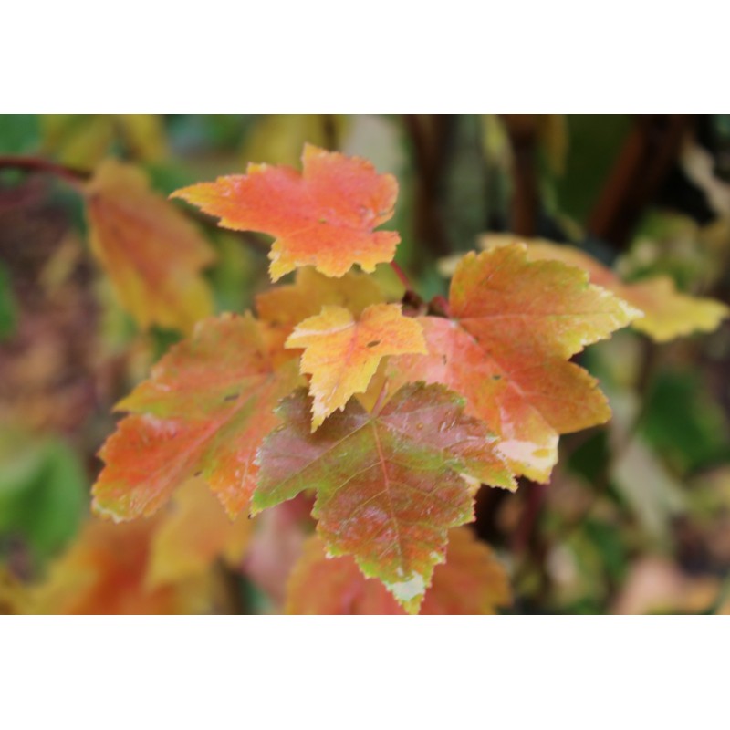 October glory Red maple - Acer rubrum October glory