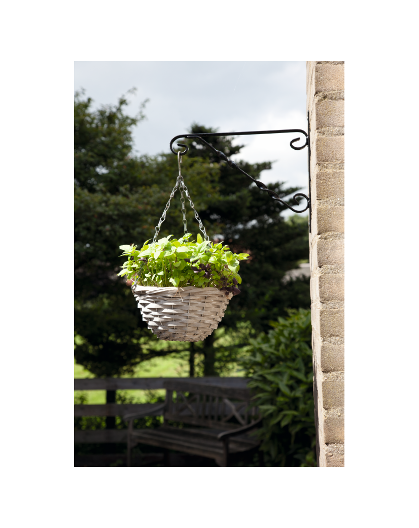 Growing kit of 4 varieties of basil, to be sown in a hanging basket.