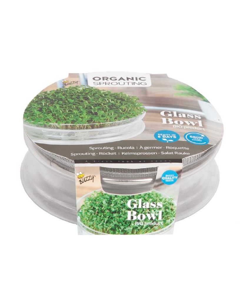 Cressonette - Lepidium sativum