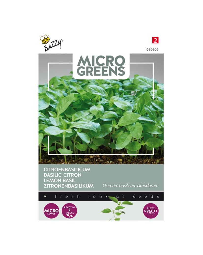 Seeds Lemon Basil - Ocimum basilicum var. citriodorum