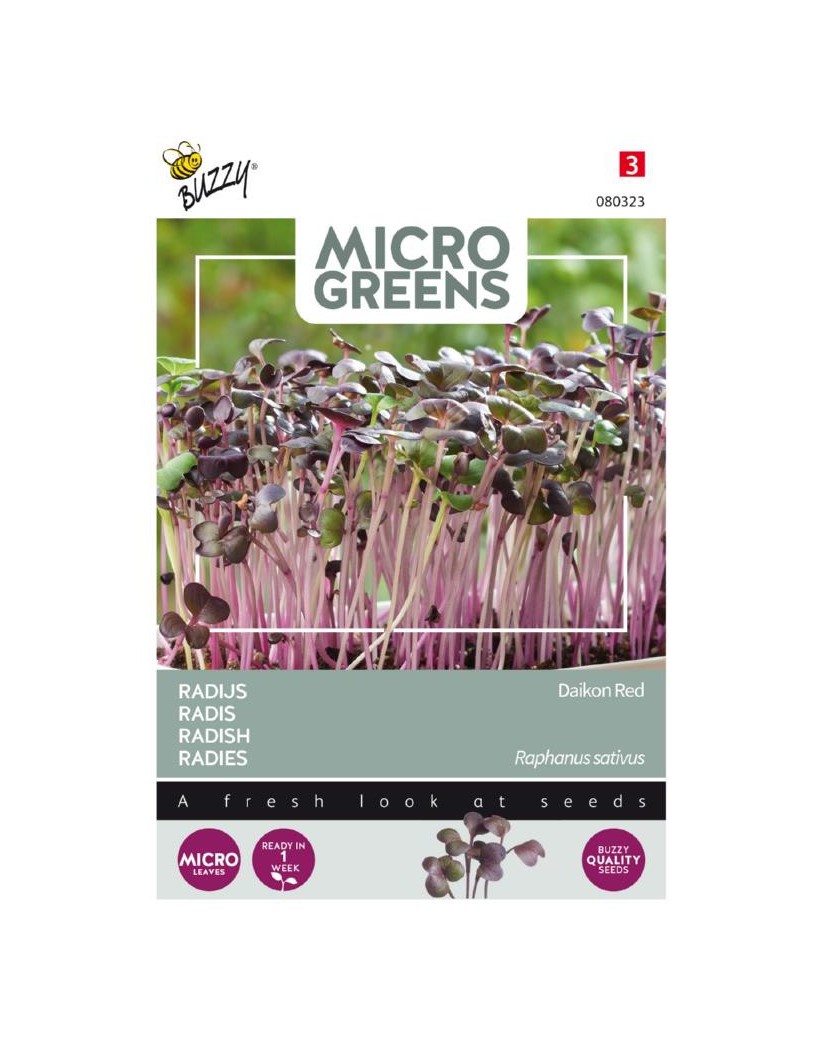 Radish Daikon Red - Raphanus sativus