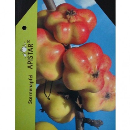 Apistar® apple tree - Malus domestica Apistar®