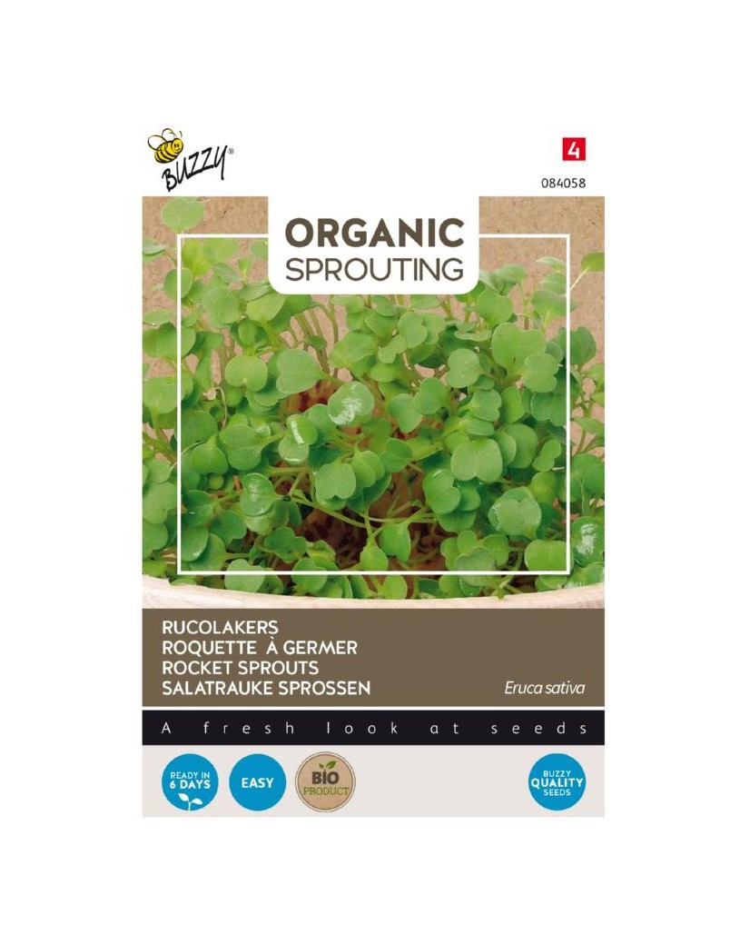 Rocket - Eruca sativa