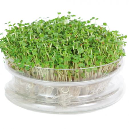 semences Cressonette - Lepidium sativum