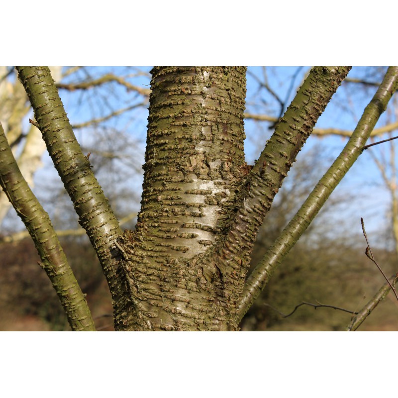 Yellow Birch - Betula Alleghaniensis