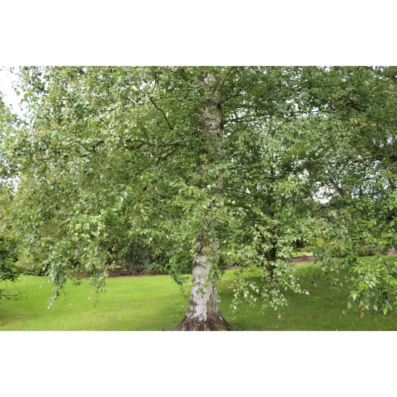 Ruwe berk - Betula pendula