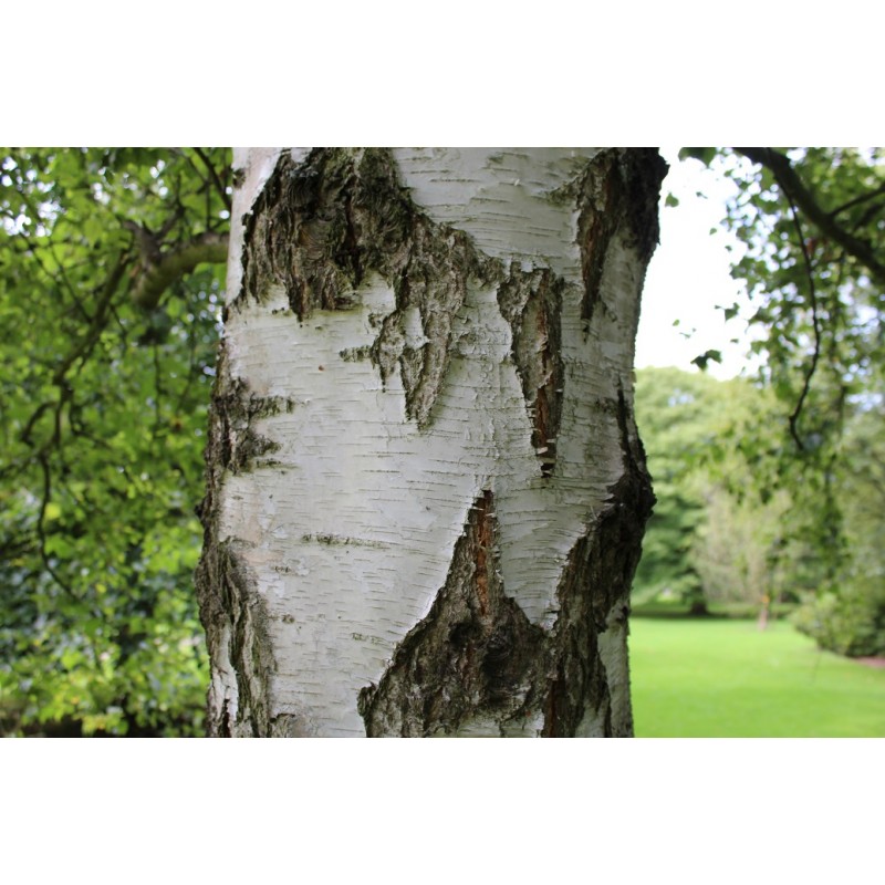 Bouleau blanc - Betula pendula