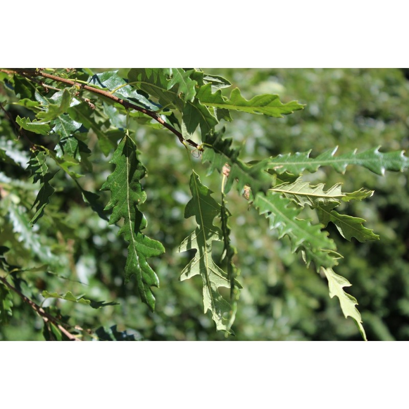 Turkey oak - Quercus cerris