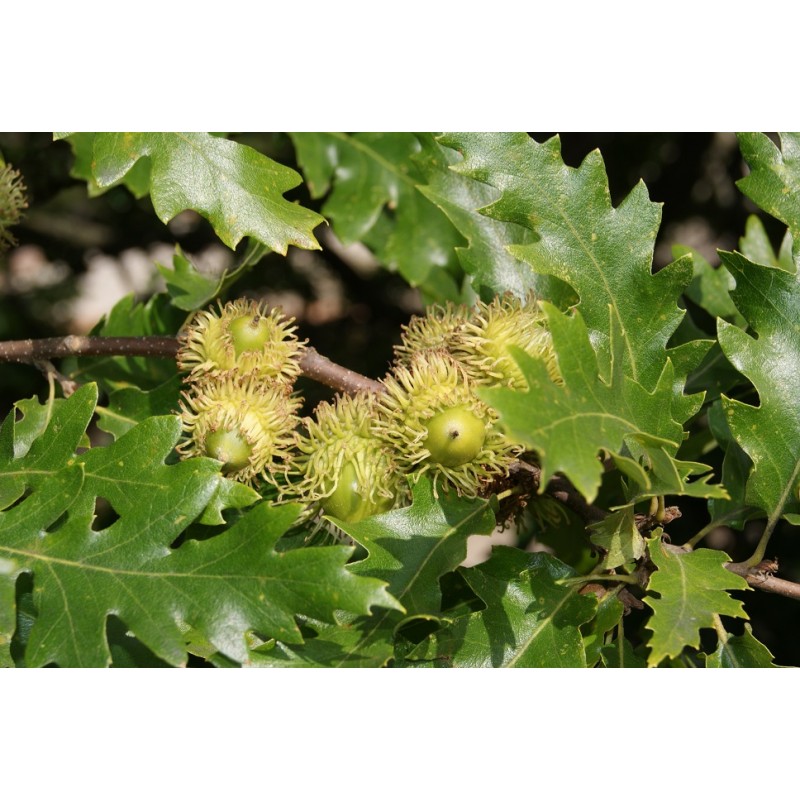 Turkey oak - Quercus cerris