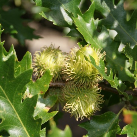 Zerr-Eiche - Quercus cerris