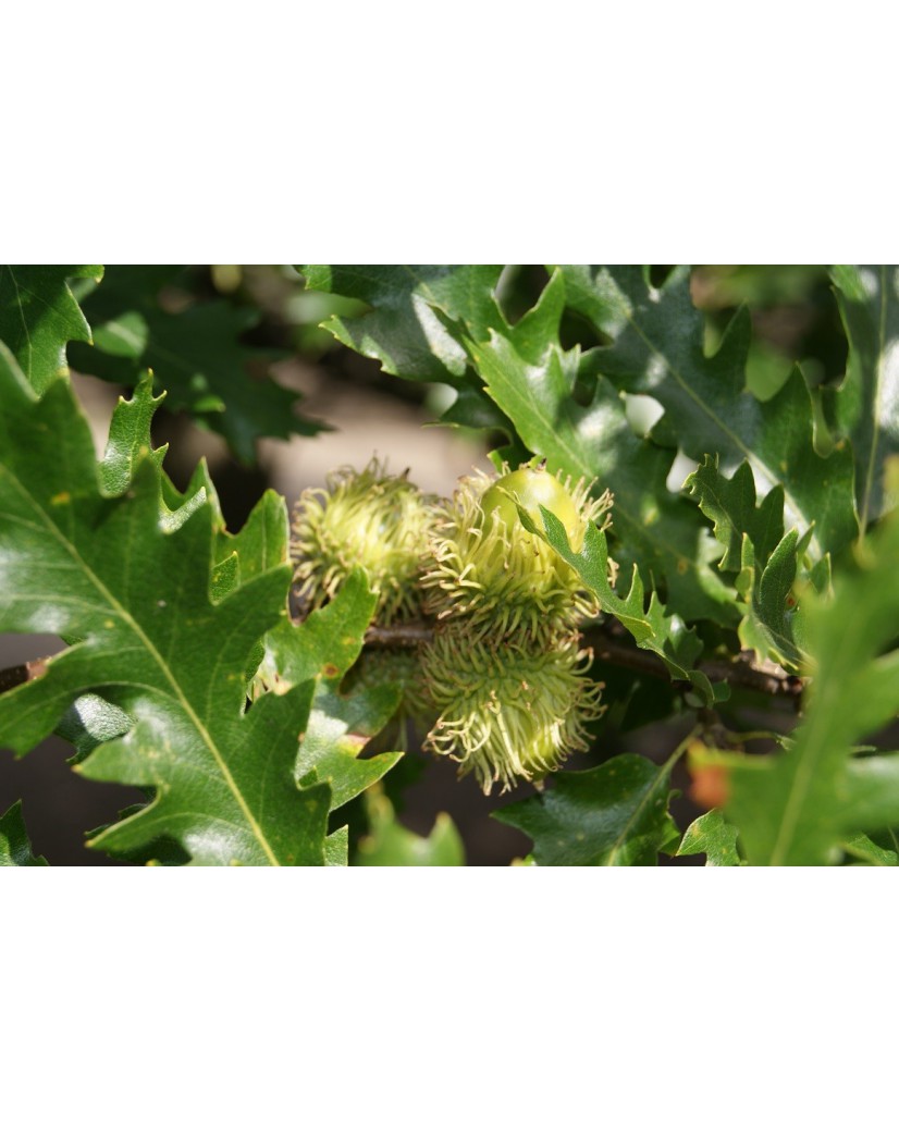Chêne chevelu - Chêne de Bourgogne - Quercus cerris