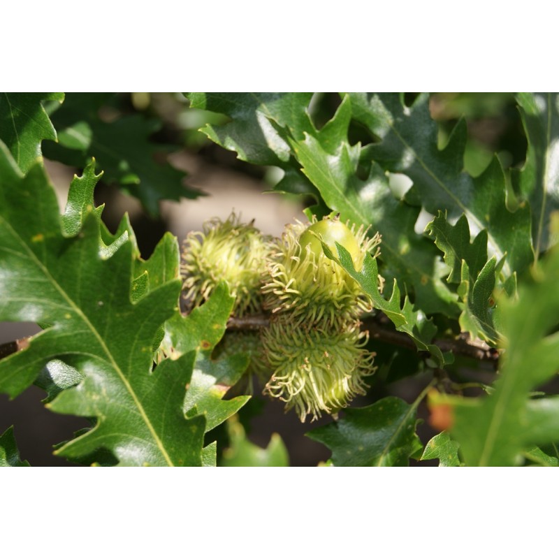 Chêne chevelu - Chêne de Bourgogne - Quercus cerris