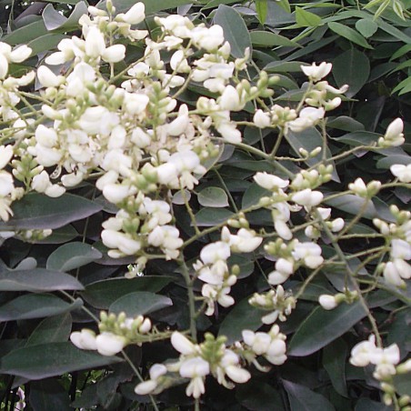 Honingboom - Sophora japonica