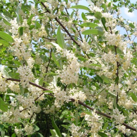 Chalef d’automne - Elaeagnus umbellata