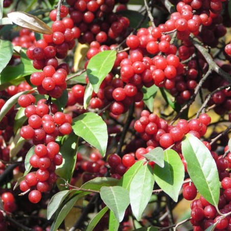 Chalef d’automne - Elaeagnus umbellata