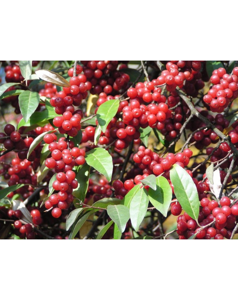 Japanese Silverberry Tree Autumn In The Spring – In Search Of The