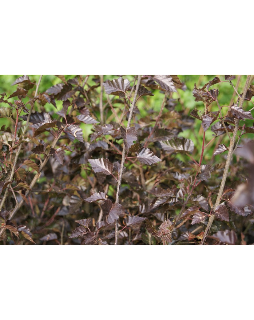 Purple Birch - Betula Pendula Purpurea
