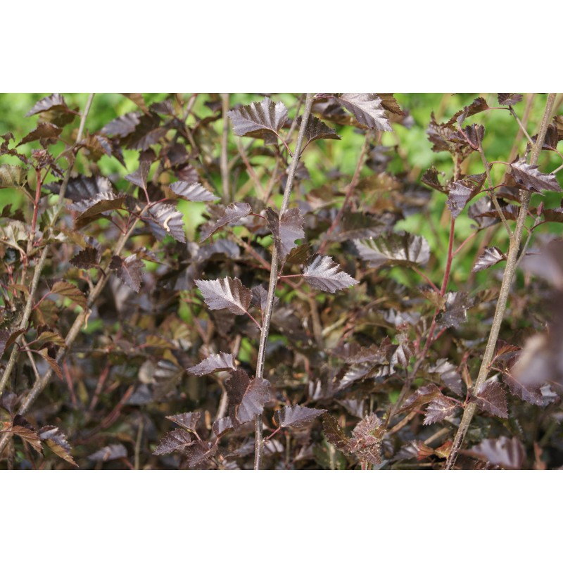 Purple Birch - Betula Pendula Purpurea