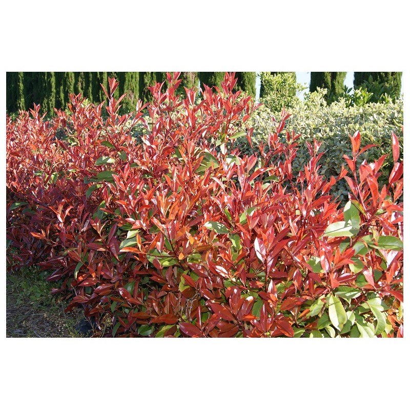 Glansmispel - Photinia Fraseri Red Robin