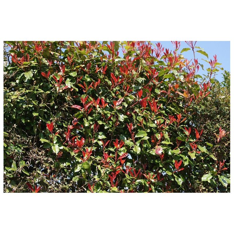 Christmas berry Red Robin - Photinia Fraseri Red Robin