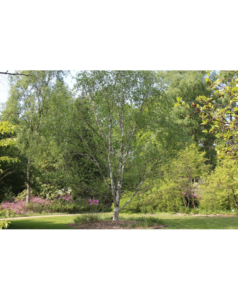 Zachte berk - Betula Pubescens