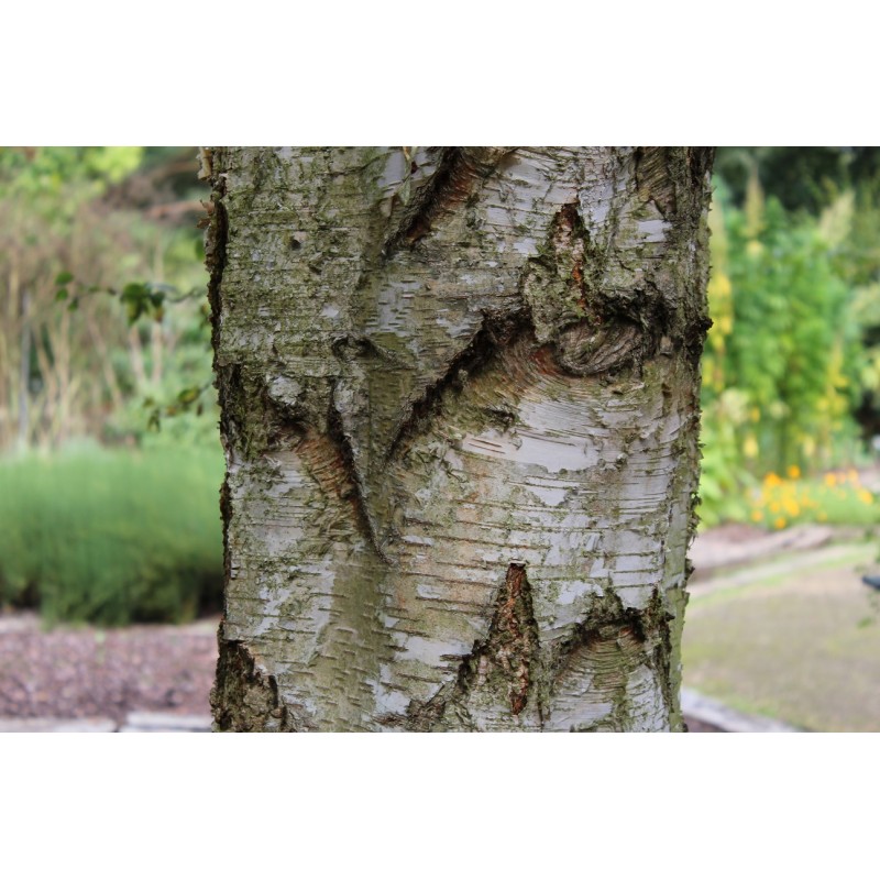 Zachte berk - Betula Pubescens