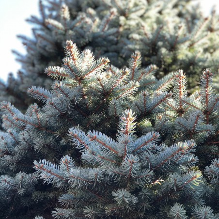 Royal Blue Spruce - Blue Spruce - Picea pungens glauca royal blue