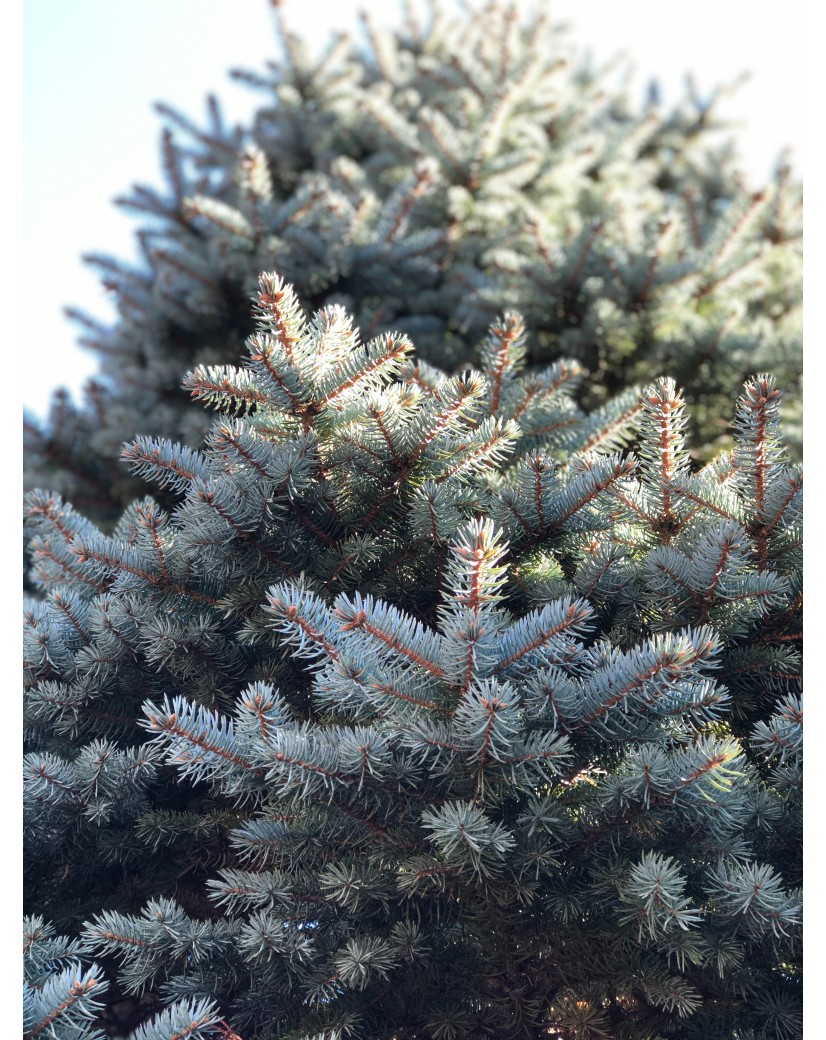 Blauwspar Royal blue - Picea pungens glauca royal blue