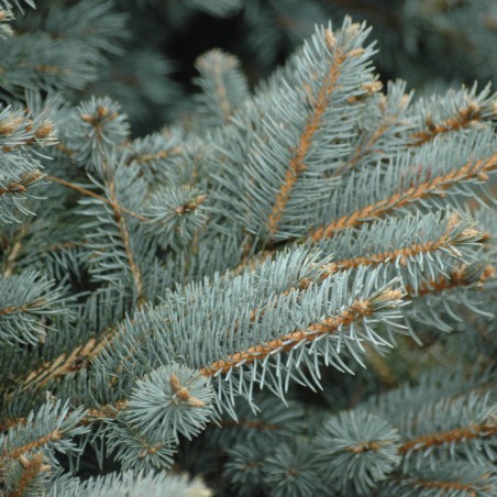 Épicéa bleu Royal blue - Picea pungens glauca royal blue