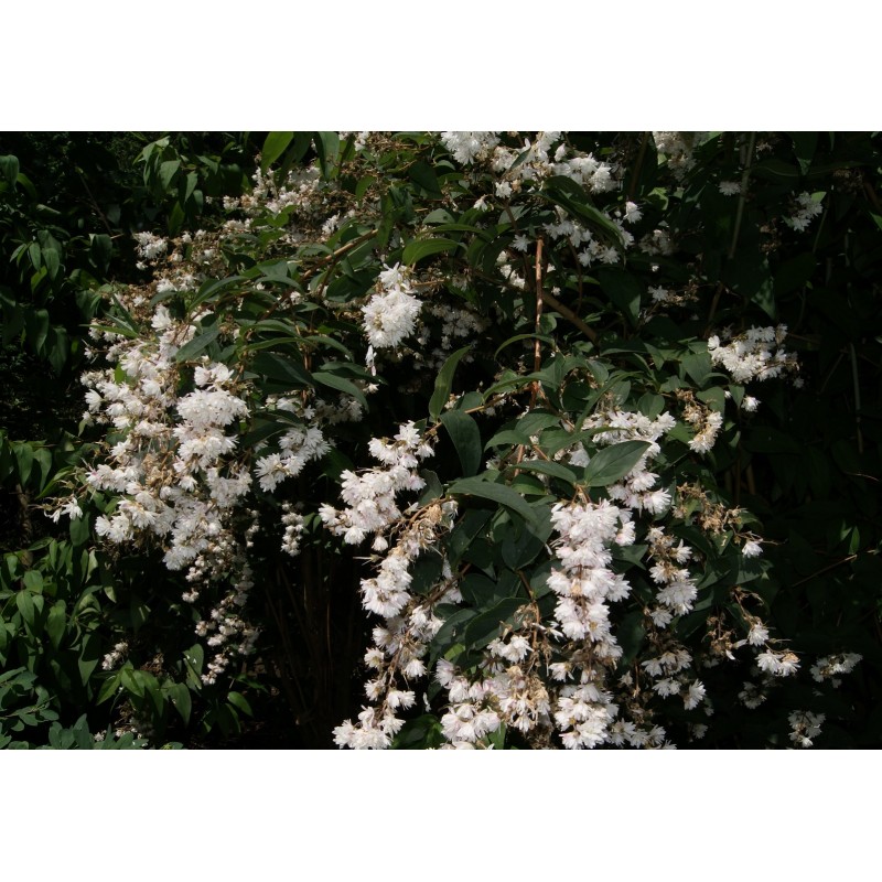 Fuzzy deutzia rosea Plena - Deutzia scabra rosea plena